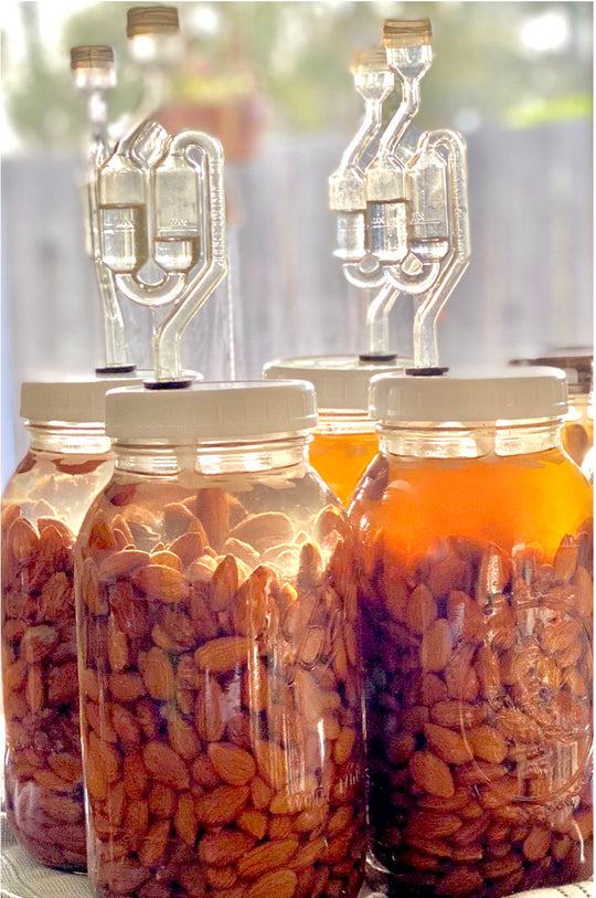 Gut Nuts - Fermented Almonds – Philosopher Foods
